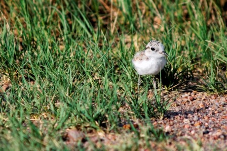 Snowy Plover Crossing - Kansas Wetlands Education Center